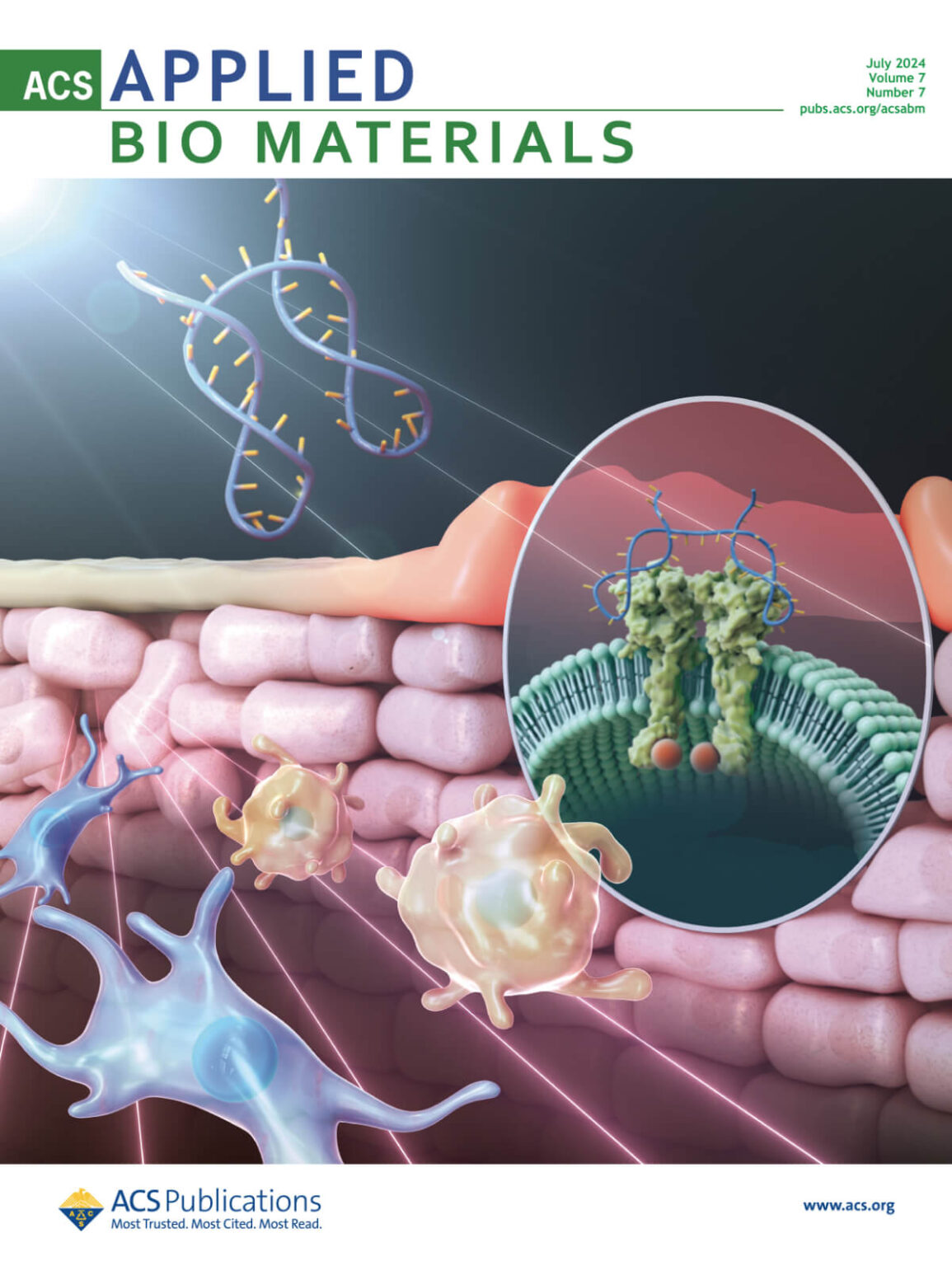 論文雑誌「ACS Applied Bio Materials」のカバーピクチャーを制作しました[東京大学] | 株式会社アートアクション